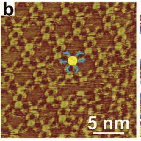 Stm Images And Proposed Model For The Tptacor Hostguest Structure At