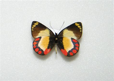 Delias Abrophora Papua New Guinea World Of Butterflies And Moths