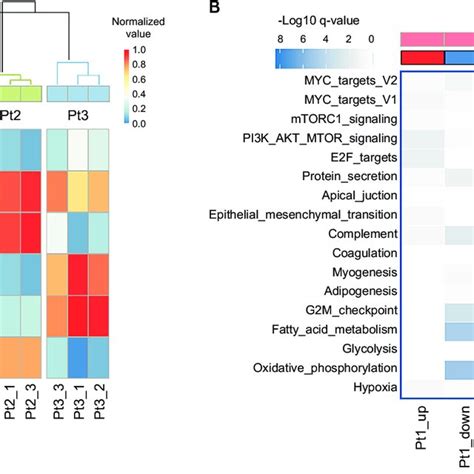 a hierarchical clustering of prostate tissue proteins in the nine