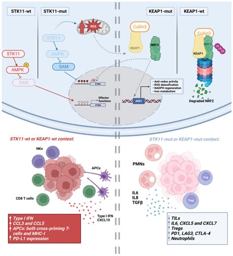 Effect Of Stk11 And Keap1 Mutations On Some Key Cancer Cell Download Scientific Diagram