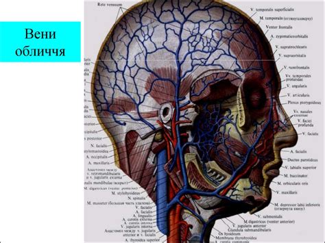 Будова та розвиток вен регіональні особливості кровопостачання органів