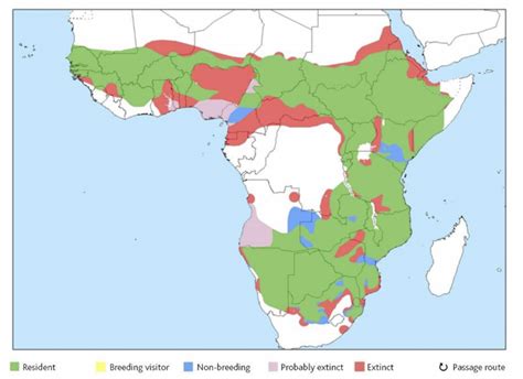 GPS Tagged African White Backed Vulture Vastly Explores The Iberian Peninsula Vulture