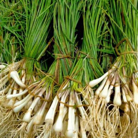 promo bawang batak lokio 100 grm halal diskon 5 di seller sayur segar
