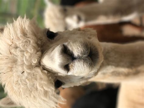 200 Alpaca Wallpapers