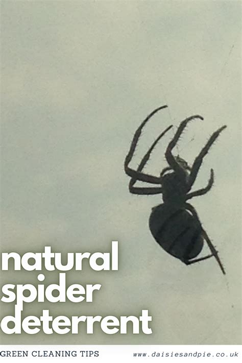 Natural Spider Repellent How To Keep Spiders Out Of The House Daisies Pie