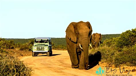 Aventuras De Safari Aventuras Picas De Safari Africano Blog Viajero
