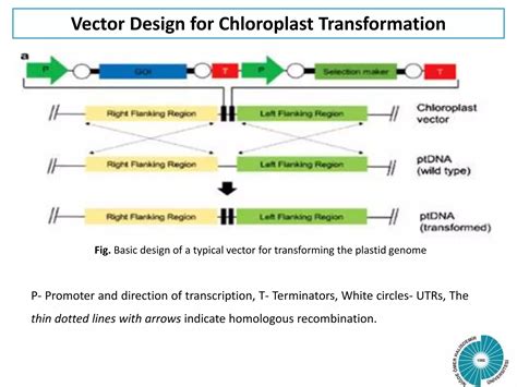 Chloroplast Transformation Pptx