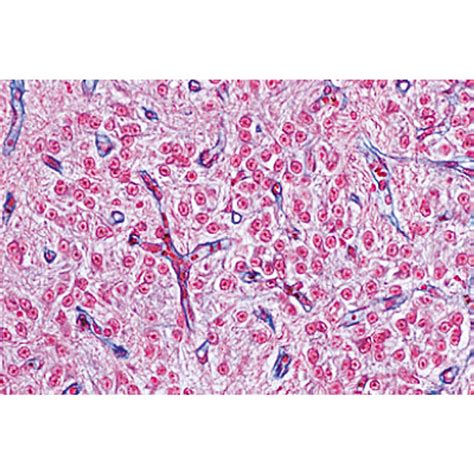 3b Scientific Endocrine System English Microscope Slides