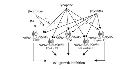 Hypothetical Network Of Transcription Factors That May Be Activated By