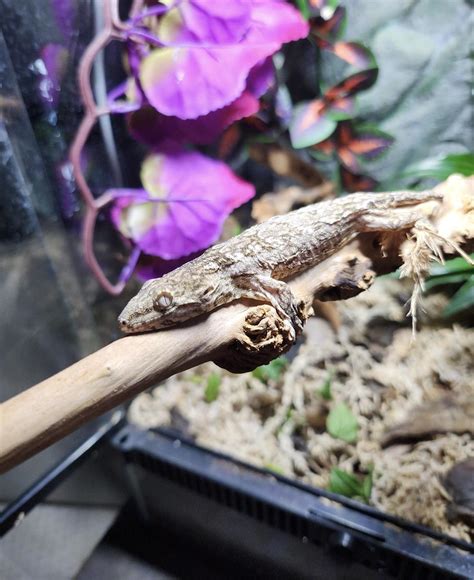 129 Best Leachie Images On Pholder Reptiles Geckos And Leachianus