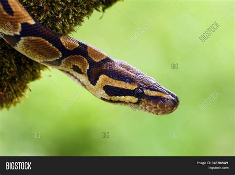 Royal Python Python Image Photo Free Trial Bigstock