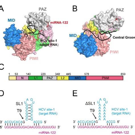 Overview Of The Ago2 Rna Complex A B Surface Representation Of The Download Scientific