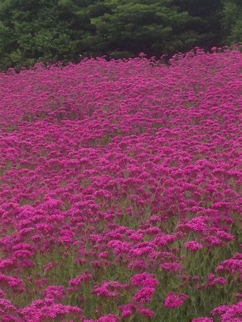 2018 5 26 昭和記念公園。silene Armeria。コマチソウ 小町草。ヨーロッパ原産 絨毯と見間違う赤。茎の粘液が虫を捉えるので