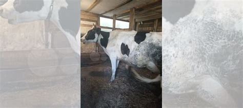 Корова голштинской породы купить в Магнитке Животные и зоотовары Авито