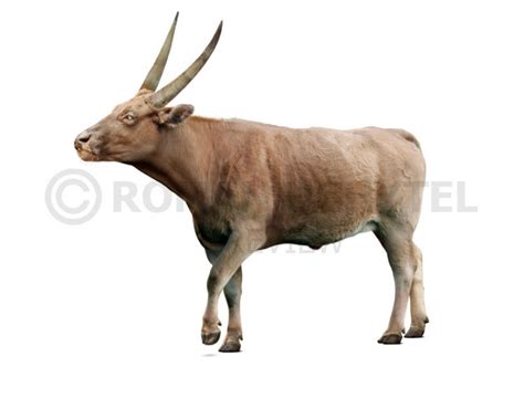 Leptobos Image Buy Uchytel