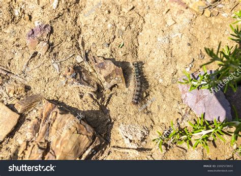 Gypsy Moth Lymantria Dispar Dispar Caterpillar Stock Photo Shutterstock