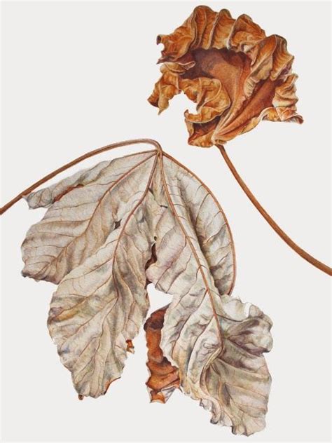 Constance B Sayas Botanical Drawings Illustration Art Botanical