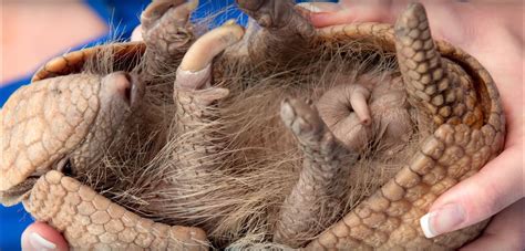 Armadillos Mating Habits
