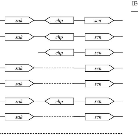 Schematic Representation Of The Different IEC Types And Their Incidence Download Scientific
