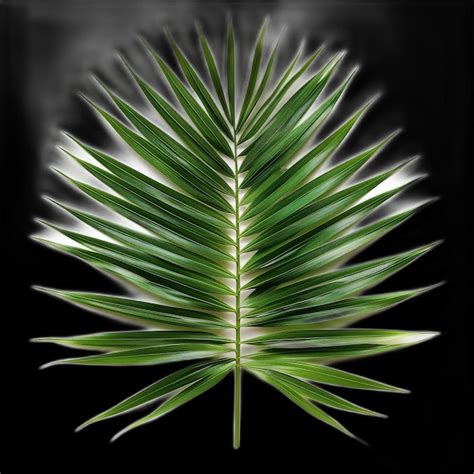 Premium Psd Nipa Palm Leaves On Transparency Background