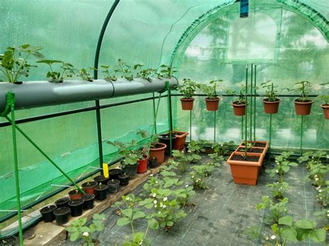 Guía Definitiva Para Elegir El Invernadero Ideal Según Tus Necesidades