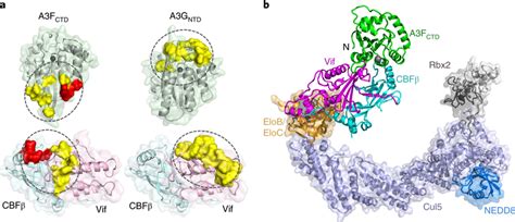 Models Of A3 Vif Cbfβ Interactions And The Vif Cbfβ Cul5 E3 A3fctd