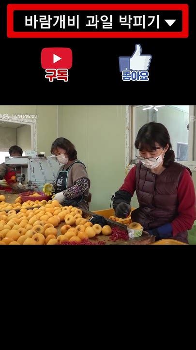 Kbs 다큐 감박피기 사용농가 Shorts 다큐3일 과일박피기 감박피기 대봉감 곶감 자동화 Fruitpeeler Persimmonpeeler Kbs