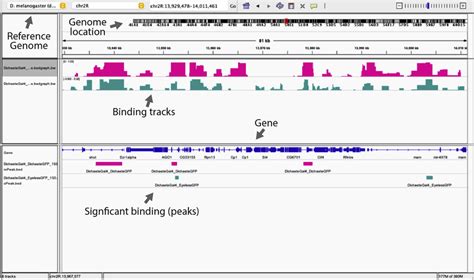 Diagram Showing An Example Of Visualized Dammer Output Via Igv Tracks Download Scientific