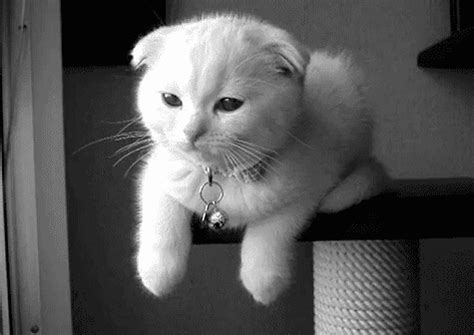 Black And White Kitten  Wiffle