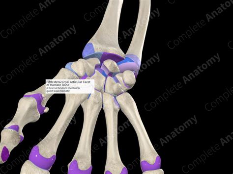 Fifth Metacarpal Articular Facet Of Hamate Bone Complete Anatomy