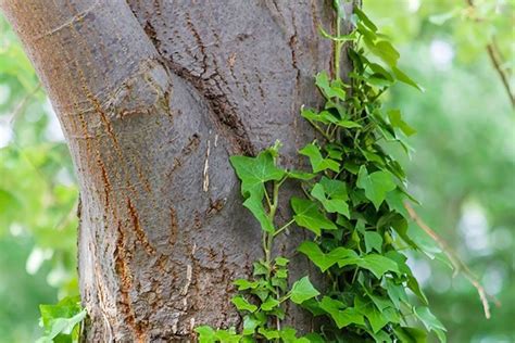 English Ivy Sap Can Irritate Skin Fruit Is Toxic