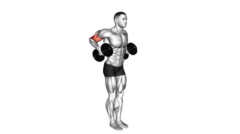 Dumbbell Drag Curl Video Guide And Tips