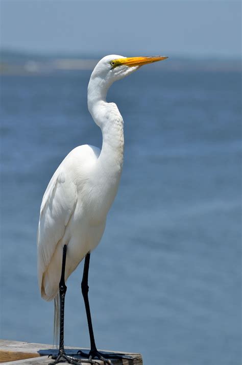 Great White Egret Bird Avian Free Photo On Pixabay Pixabay
