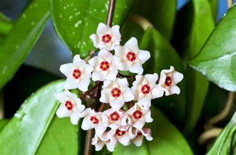 Hoya Plant Care And Growing Guide Most Detailed