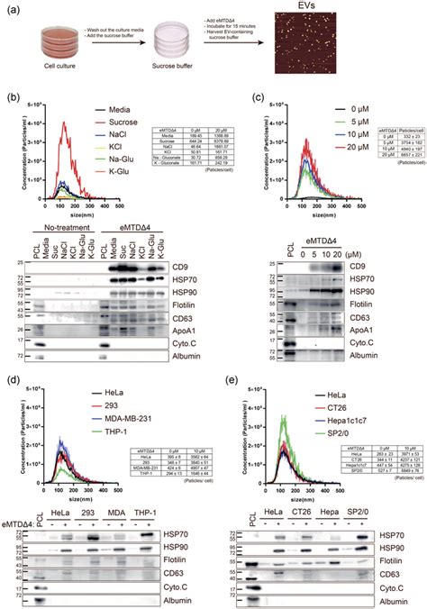 The 4 Amino Acid‐deleted Form Of Extended Mitochondrial Targeting Download Scientific Diagram