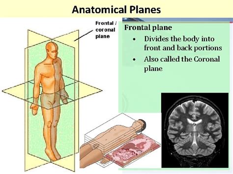 Anatomical Position Directional Terms And Movements Objectives Properly