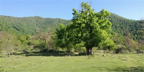 Premium Photo Pring Time Image