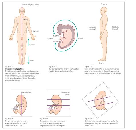 Language Of Embryology Pediagenosis