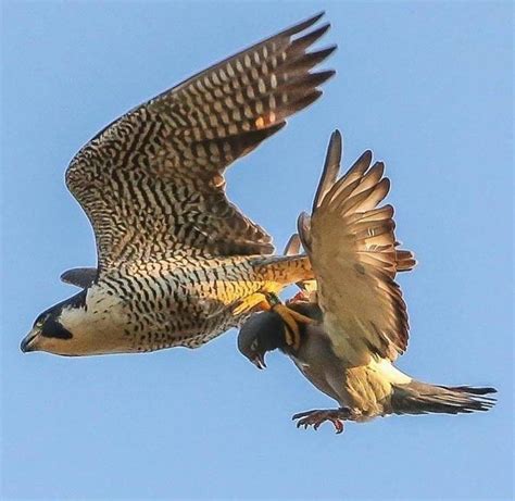 Peregrine Falcon Hunting Deer