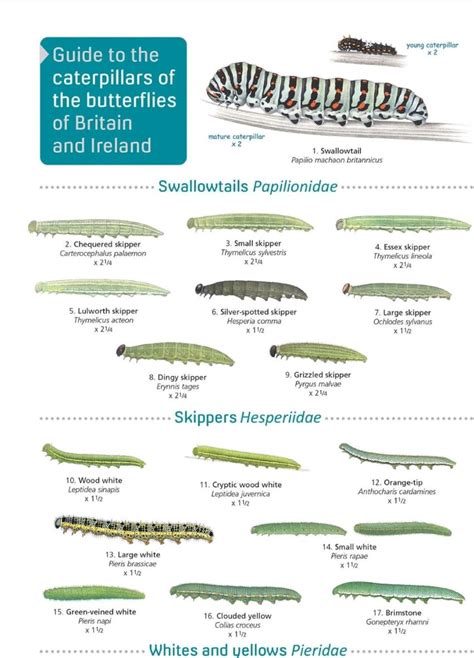 Caterpillars Of Butterflies Of Britain And Ireland