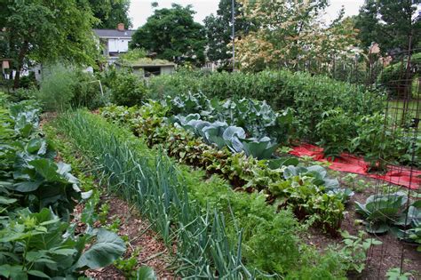 Vegetable Garden Design