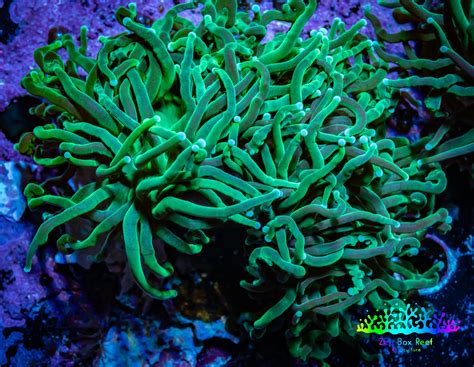 Buy Ultra 24k Gold Torch Coral Australia Zeo Box Reef Zeo Box Reef
