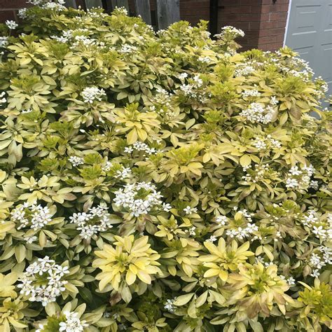 Choisya Ternata ‘sundance Tab Jardins