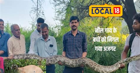 Video 10 फीट लंबे व 100 किलो वजनी शिकारी ने नीलगाय के बच्चे को दबोचा