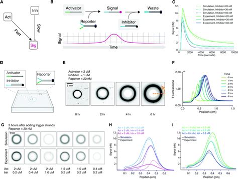 Programmable Patterns In A Dna Based Reactiondiffusion System Soft Matter Rsc Publishing
