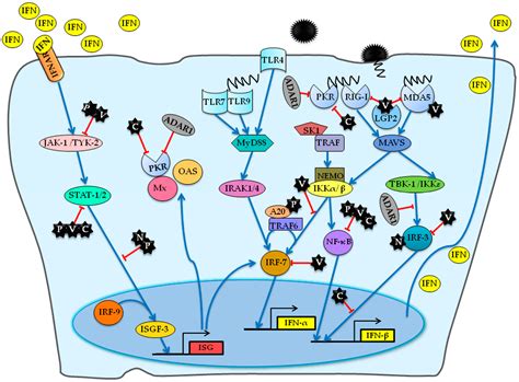 Measles Virus Replication