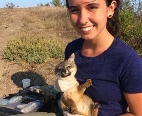 Friends Of The Island Fox Fif 2023 Research Grant To Help Count Island