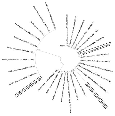 An Insight Into The Celluloytic Potential Of Three Strains Of Bacillus Spp Isolated From