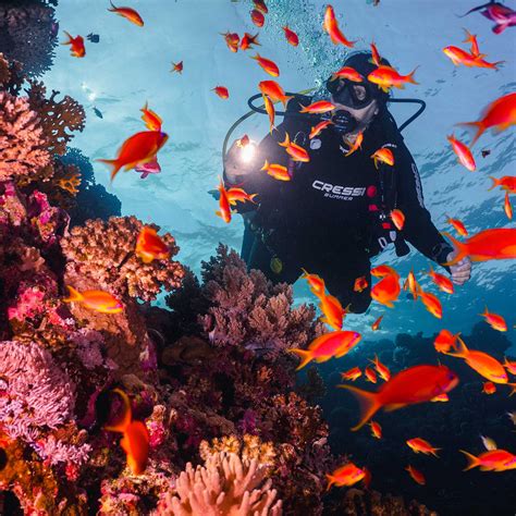 Tauchen In Ägypten Diving De
