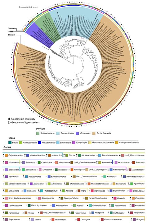 Phylogenomic Inference Of The 70 Genome Sequenced Isolates From The
